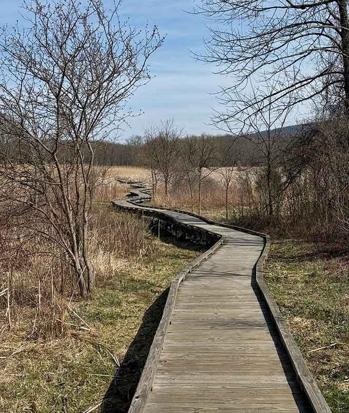 The boardwalk curves through the wetlands like it's following some ancient, secret path through paradise.