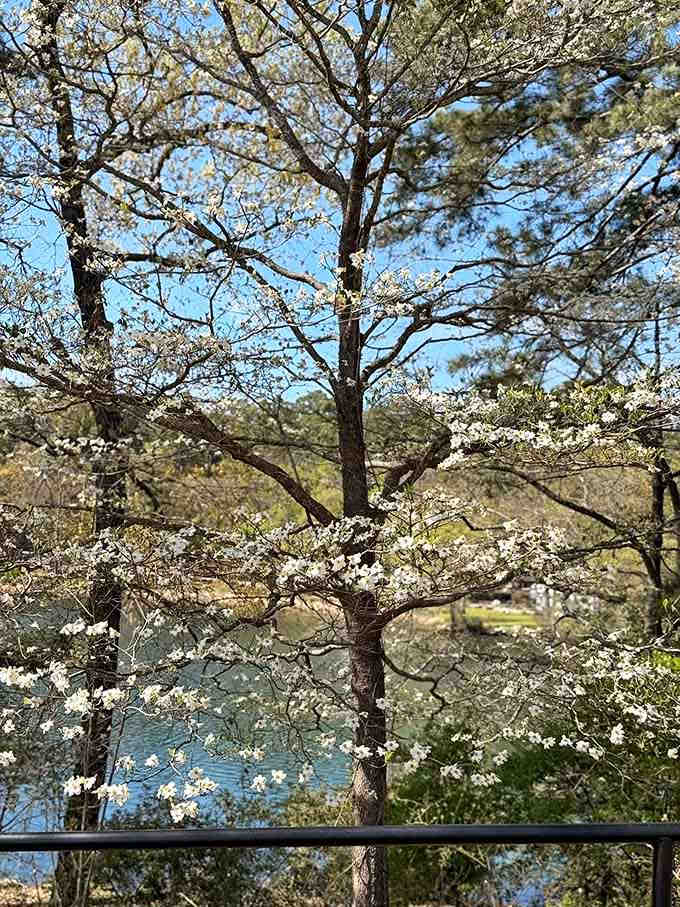 Spring blooms frame the water below like nature decided to add its own Instagram filter, no app required.