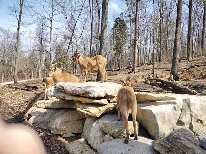 Mountain goats strike poses on their rocky perch like they're auditioning for a nature documentary about dramatic entrances.