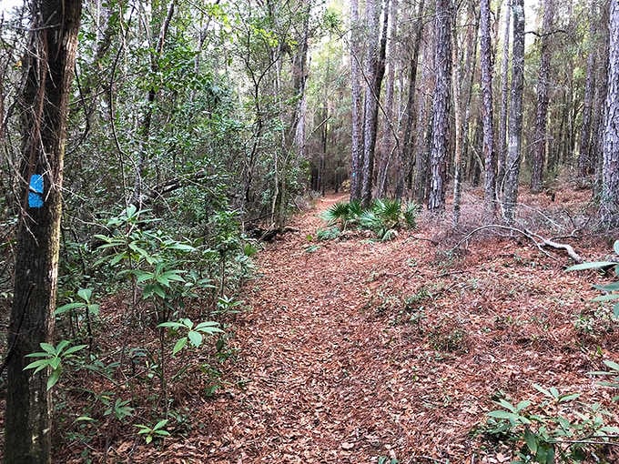 The rust-colored carpet of pine needles cushions every step like nature's own welcome mat.