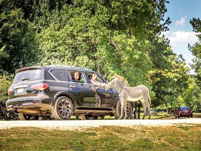 When a zebra sticks its head through your car window, you realize the zoo experience just got wonderfully reversed.