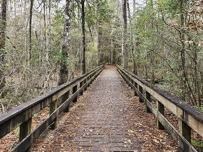 This wooden boardwalk disappears into the forest like a scene from Stand By Me, minus the train tracks and drama.