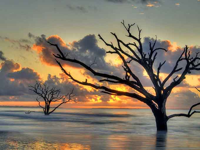 When trees stand in the ocean at sunset, you're witnessing nature's most dramatic art installation come to life.