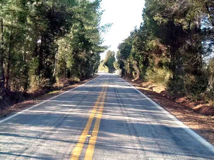 Towering pines stand guard like sentinels, their straight trunks framing a road that disappears into peaceful wilderness.