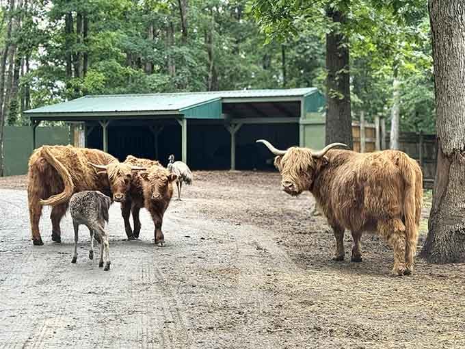 These shaggy Highland cattle look like they're auditioning for a rock band with those magnificent hairdos.