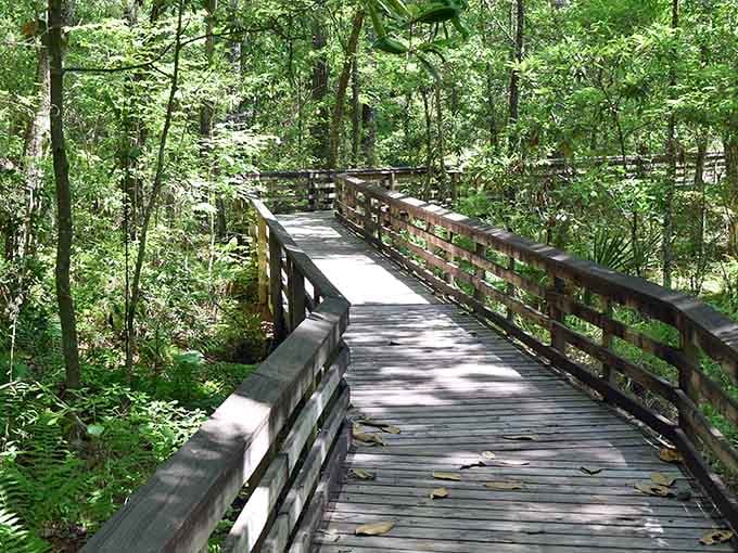 Shaded boardwalks wind through green forests where every step brings you closer to nature's quiet symphony of birds and breeze.