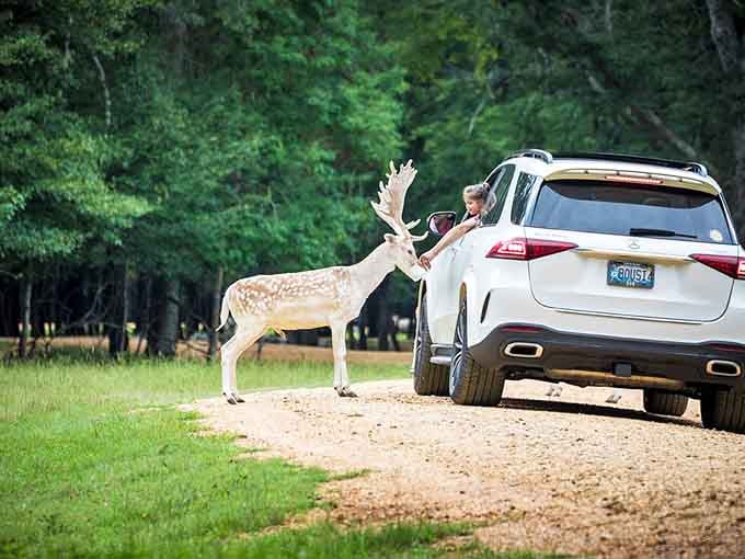 This spotted beauty knows exactly who's got the snacks, and she's not taking no for an answer today.