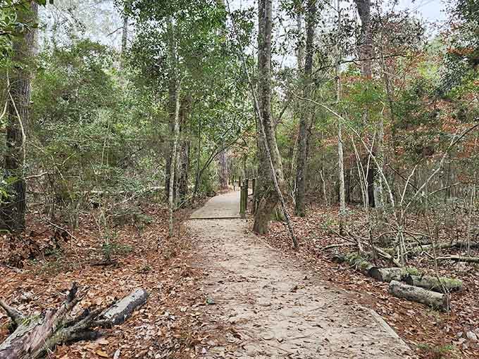 The trail winds through trees so thick they create their own little world where sunlight filters through like nature's chandelier.