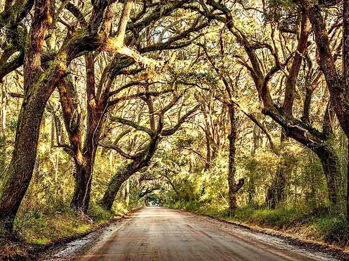 Ancient oaks create twisted silhouettes against the water, like sculptures that have been perfecting their pose for centuries.