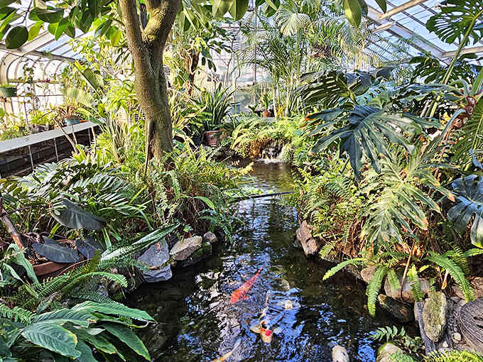Inside the greenhouse, koi fish glide through crystal-clear ponds surrounded by lush ferns and towering tropical palms.