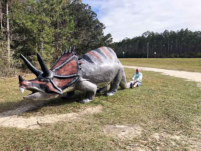 The fallen triceratops looks like it just decided to take a permanent nap in the sunshine.