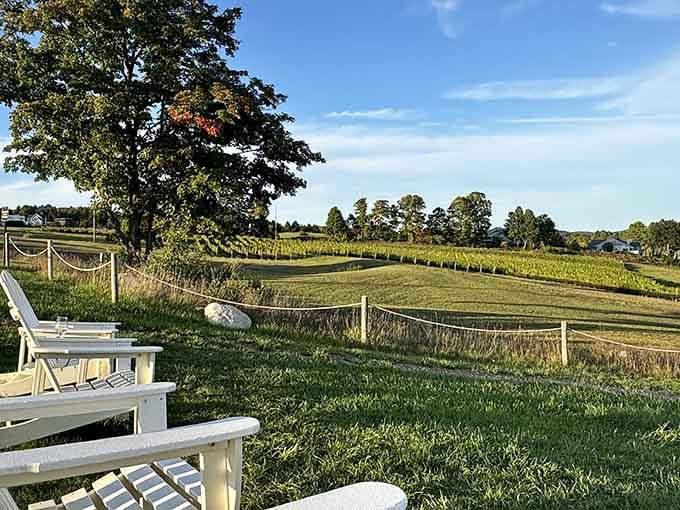 Golden hour transforms these grapevines into something Norman Rockwell would've painted if he'd discovered wine country.