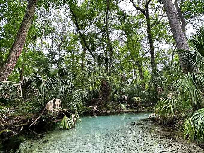 This jungle-lined waterway winds through palms and cypress trees like a scene from an old Tarzan movie.
