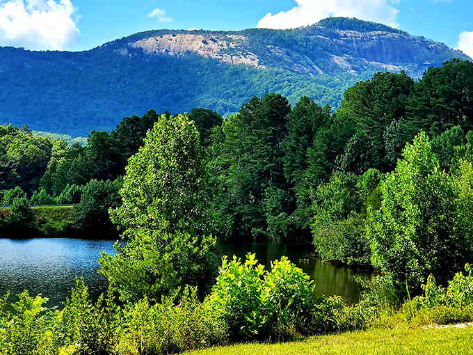 Towering trees rises against blue sky, a natural monument that's been standing guard over these forests for millennia.