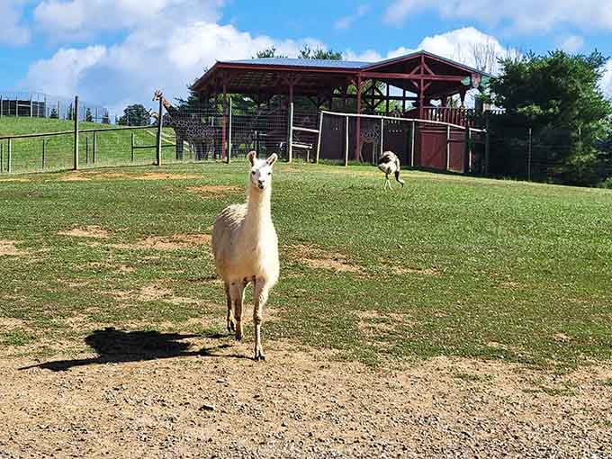 This llama strikes a pose like it owns the place, which honestly, it kind of does.