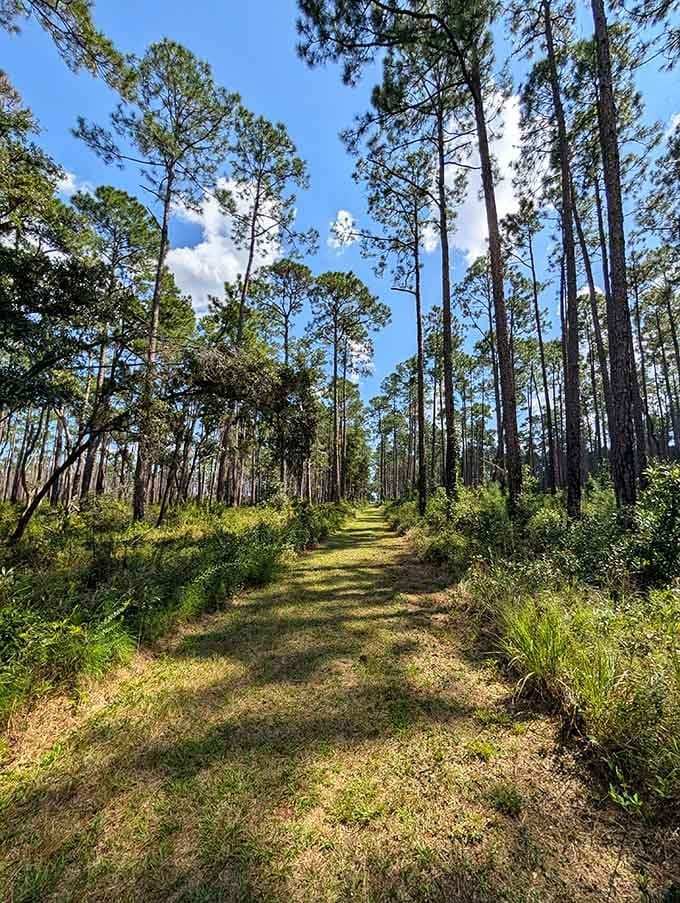 Towering pines stand like sentinels along this sun-dappled trail, inviting you into their peaceful cathedral of trees and light.