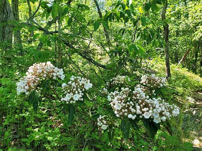 Delicate white blooms burst forth in spring, transforming the forest floor into nature's own wedding bouquet.