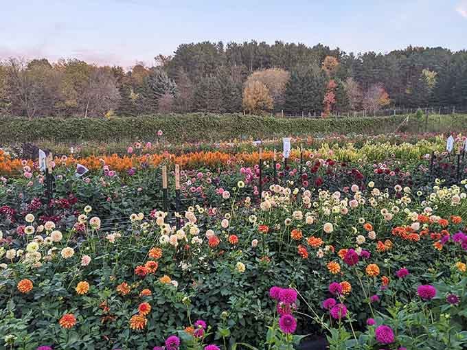 When flowers bloom like this at sunset, you remember why people used to write actual poetry about nature.