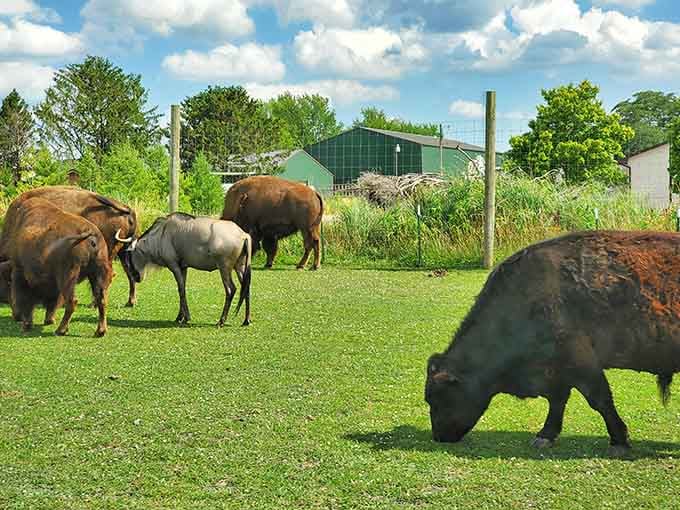 American bison grazing peacefully, reminding us why they're basically the pickup trucks of the animal kingdom.