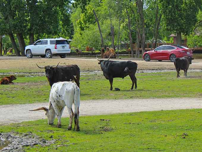 When cattle gather like they're planning the world's most relaxed board meeting, you stop and stare.