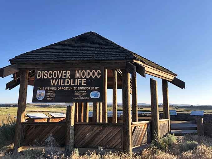 The Modoc Wildlife Refuge viewing station: where nature puts on a better show than cable TV.
