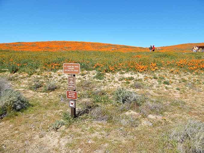 This is what happens when California's state flower gets together with its friends for the ultimate spring party.