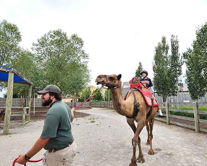 Nothing says "Kentucky adventure" quite like a kid bouncing along on a camel, living their best Lawrence of Arabia fantasy.
