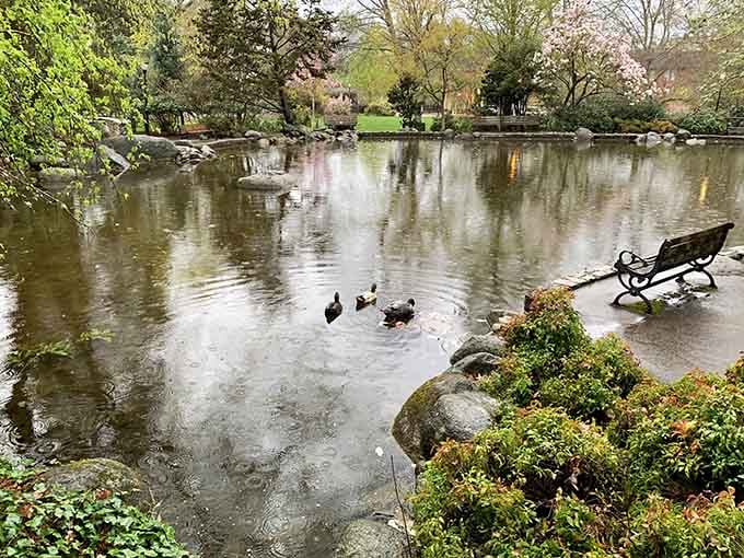 Lithia Park's duck pond offers front-row seats to nature's daily show, complete with feathered performers who work for breadcrumbs.