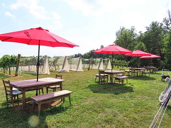 Red umbrellas dot the vineyard like cheerful sentries, inviting you to sip, relax, and forget what day of the week it is.