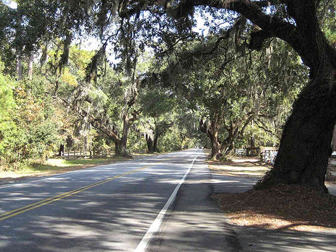 Spanish moss creates nature's curtains along roads that look like they're auditioning for a postcard competition.
