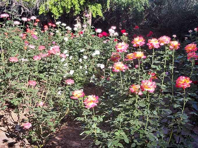 When the roses bloom here, they put on a show that would make any English garden jealous.