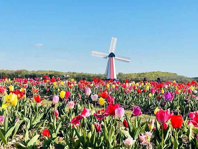 The windmill stands guard over this rainbow explosion like a proud Dutch uncle watching over his favorite nieces.