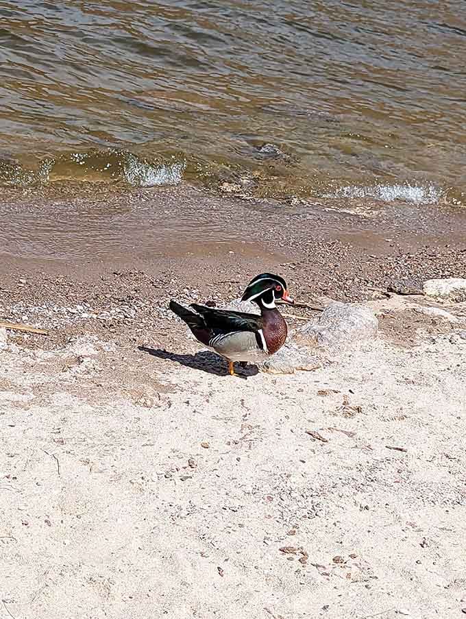 This dapper wood duck owns the shoreline like he's paying rent, strutting with more confidence than most retirees.