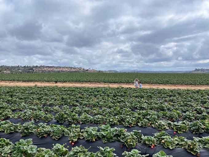 Rows of strawberry plants create a green ocean where treasure hunting involves getting your hands deliciously dirty.