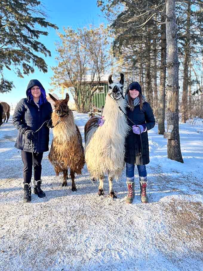 Winter walks with llamas prove that Minnesota's cold weather is actually perfect for fuzzy friendship adventures.