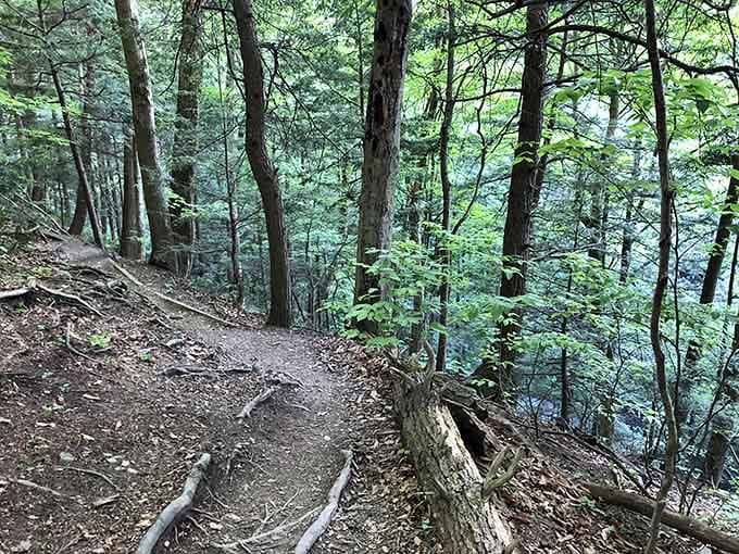 Forest trails that wind along gorge edges: where adventure meets "watch your step" in the most beautiful way possible.