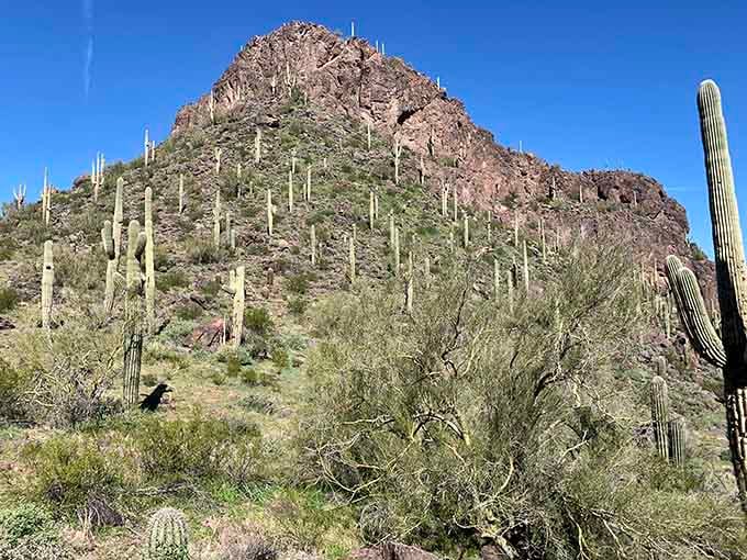 Saguaros standing guard on the mountainside like they're auditioning for the most dramatic Western movie ever filmed.