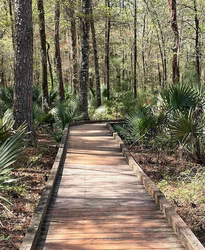 This boardwalk through the palmettos feels like walking into a Jurassic Park scene, minus the velociraptors thankfully.