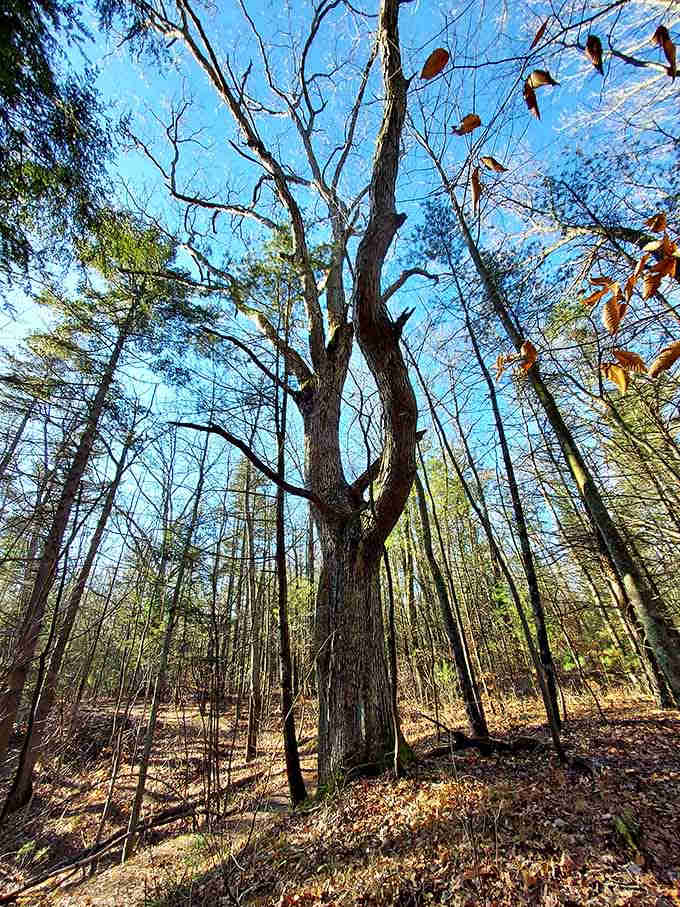 This solitary sentinel has witnessed more Michigan seasons than we've had hot dinners combined.