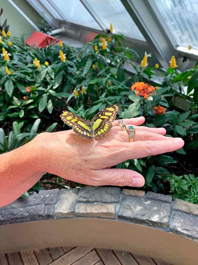 When a butterfly chooses your hand as its landing strip, you've officially been blessed by nature.