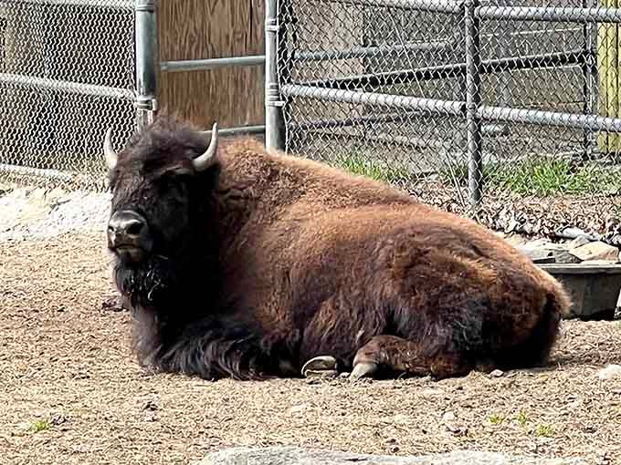 American bison lounging like they own the place, because honestly, their ancestors kind of did.