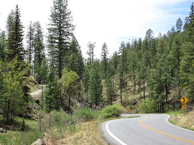 Ponderosa pines standing tall like nature's own skyscrapers, minus the traffic and honking horns.