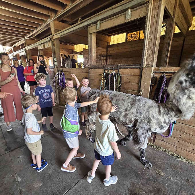 Young explorers meet their new fluffy friend in the barn, learning that llamas are surprisingly patient with enthusiastic tiny humans.