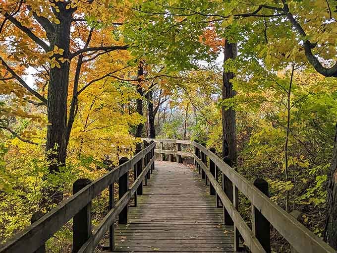 This golden tunnel of trees leads somewhere magical, like Narnia but with better fishing opportunities.