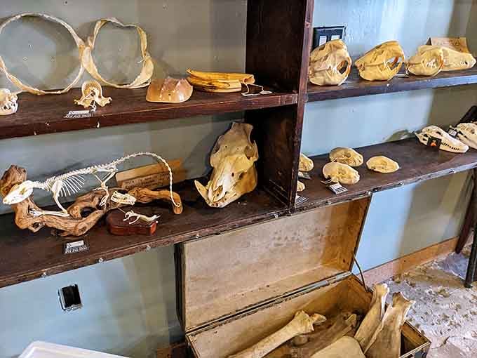 Shelves of skulls and bones transform anatomy into art, each specimen telling its own silent story of life.