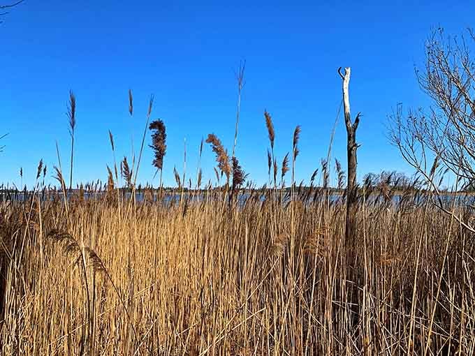 Golden marsh grasses swaying in the breeze, nature's own wheat field minus the combine harvester.