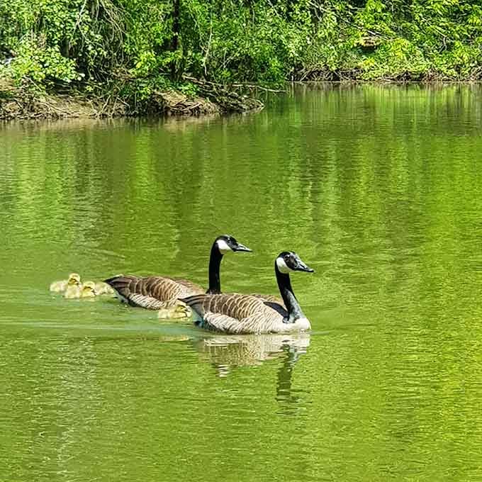 These geese patrol the pond with the authority of mall security guards on their lunch break.