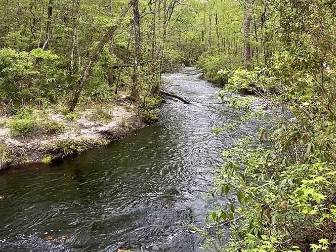 Falling Creek winds through the forest like it's got all the time in the world, which it does.