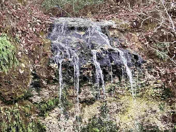 Florida&rsquo;s waterfall in action, showing that cascading water exists here without needing a theme park admission ticket.