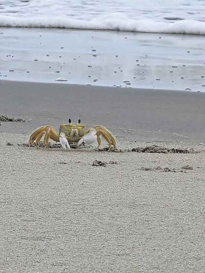 Meet the locals: ghost crabs who've perfected the art of sideways living long before it was trendy.